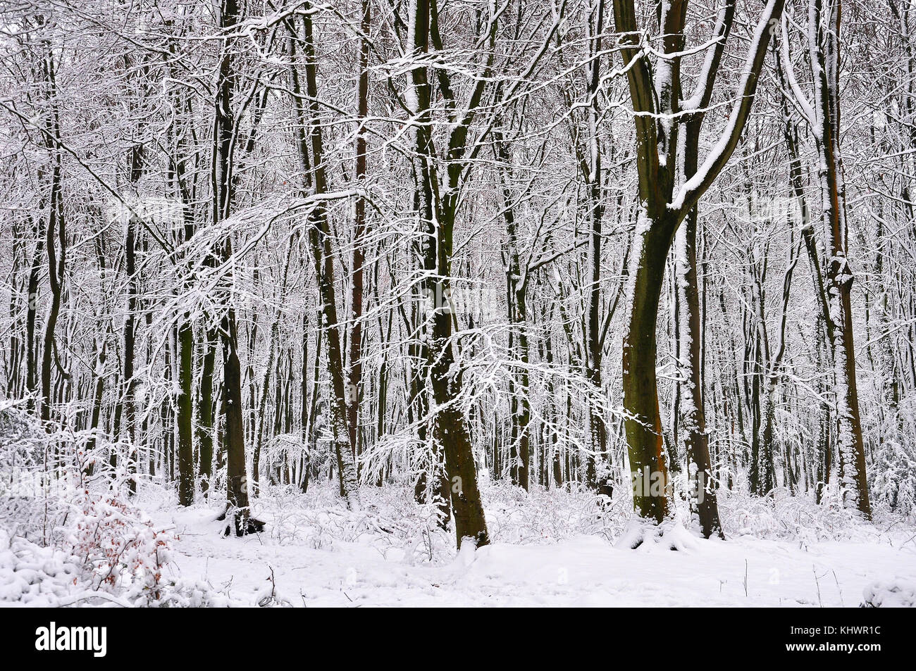 Winter landscape of snow a covered forest in Stoke Park woods ...