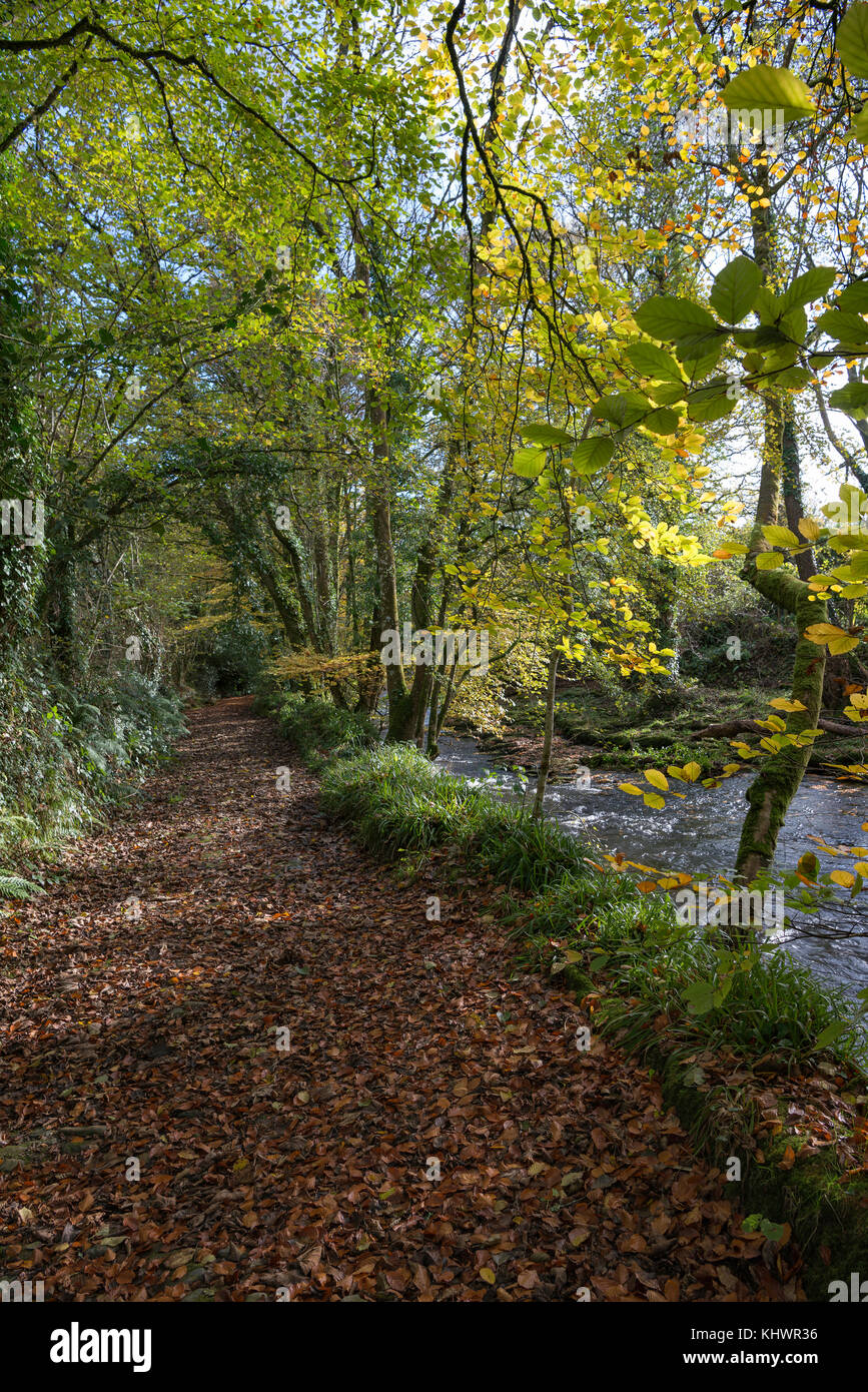 The Cobbly Way green lane next to the River Avon at Avonwick in South ...