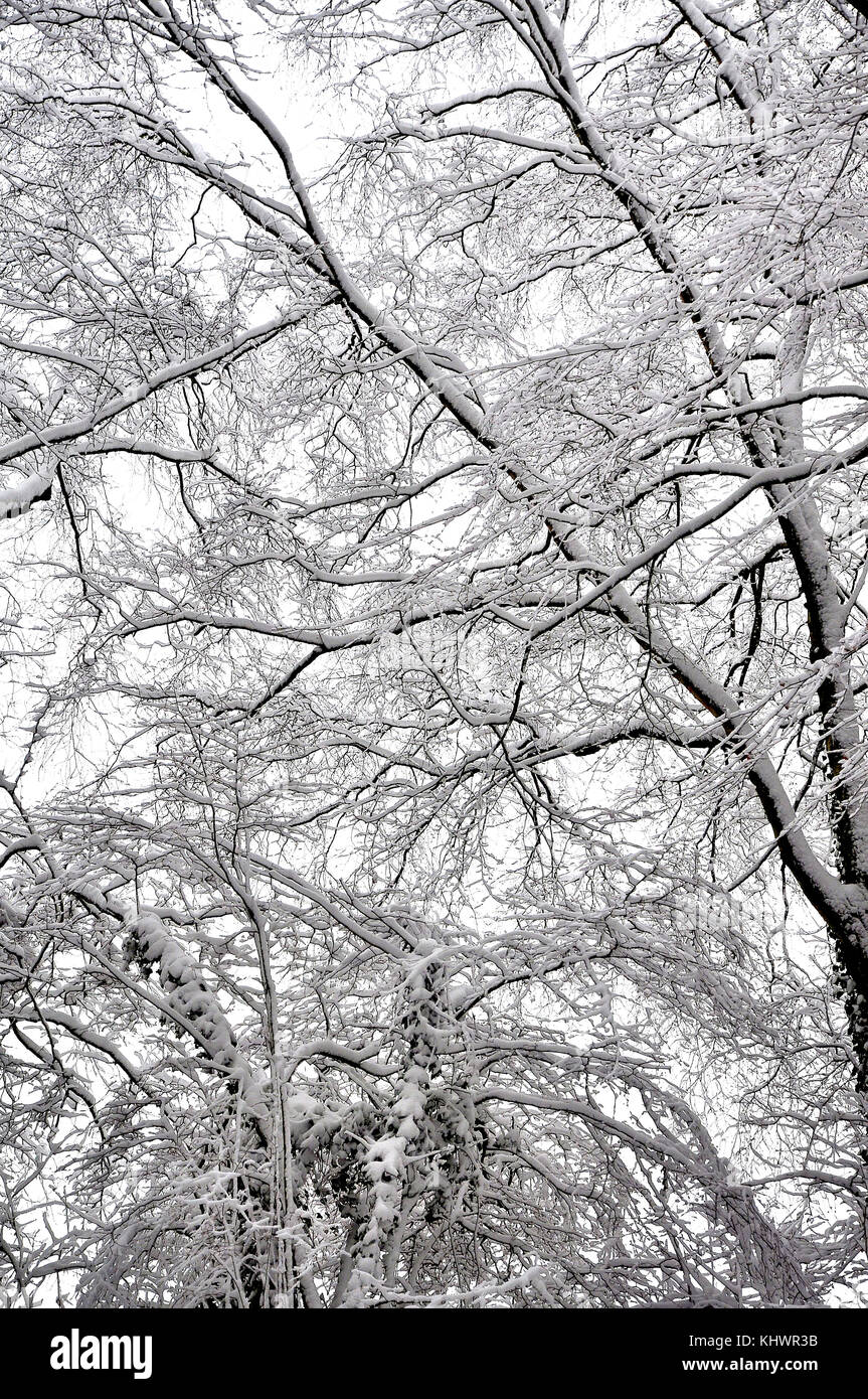 Winter landscape of snow a covered forest in Stoke Park woods ...