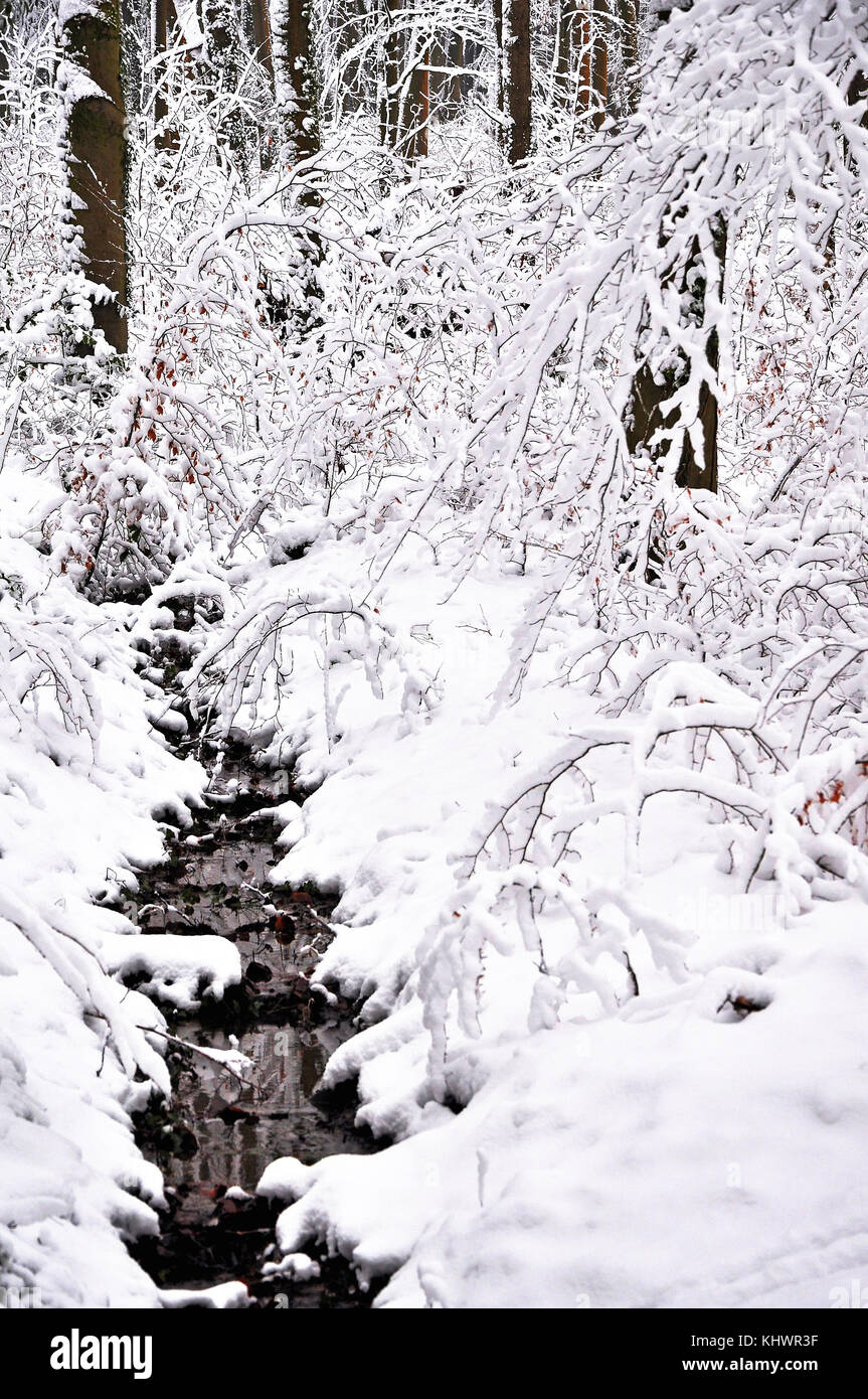 Winter landscape of snow a covered forest in Stoke Park woods ...