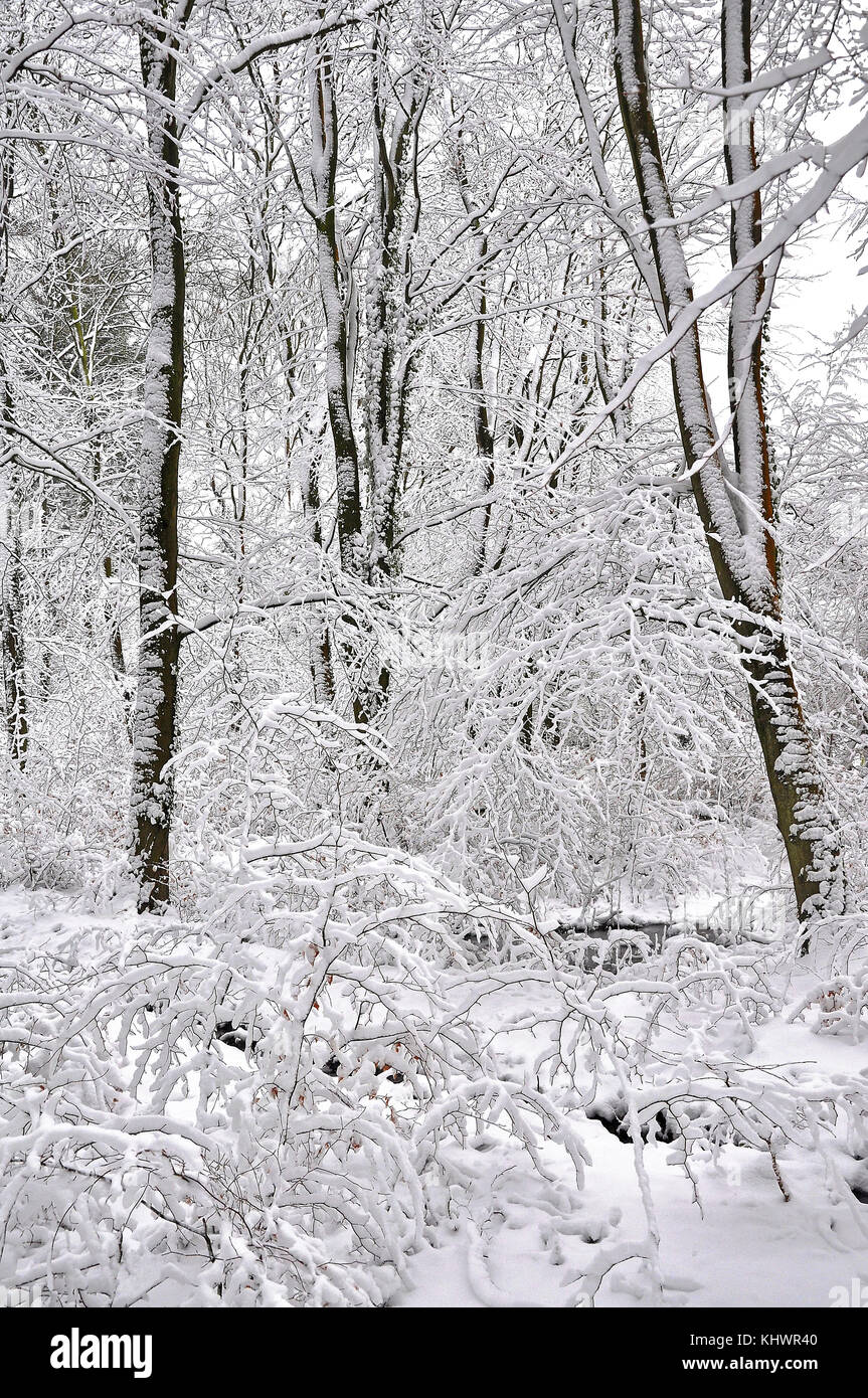 Winter landscape of snow a covered forest in Stoke Park woods ...