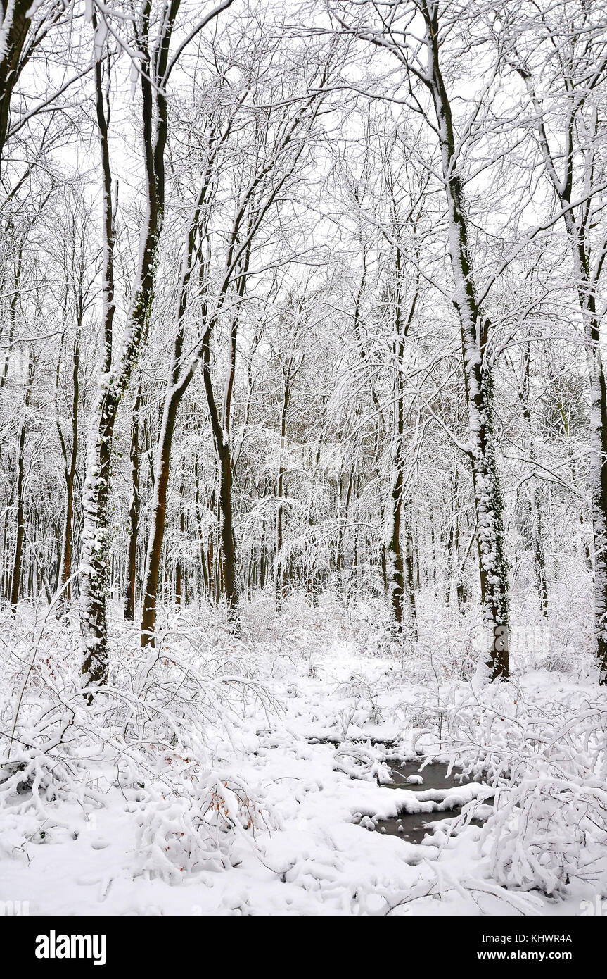 Woodland calendars hi-res stock photography and images - Alamy