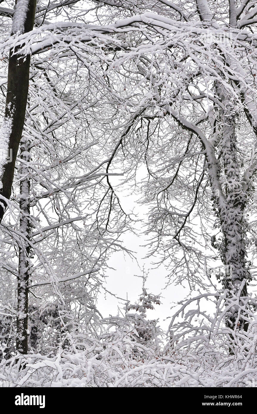 Winter landscape of snow a covered forest in Stoke Park woods ...