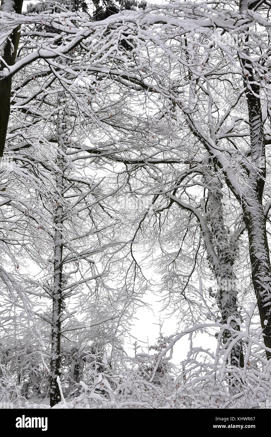 Winter landscape of snow a covered forest in Stoke Park woods ...