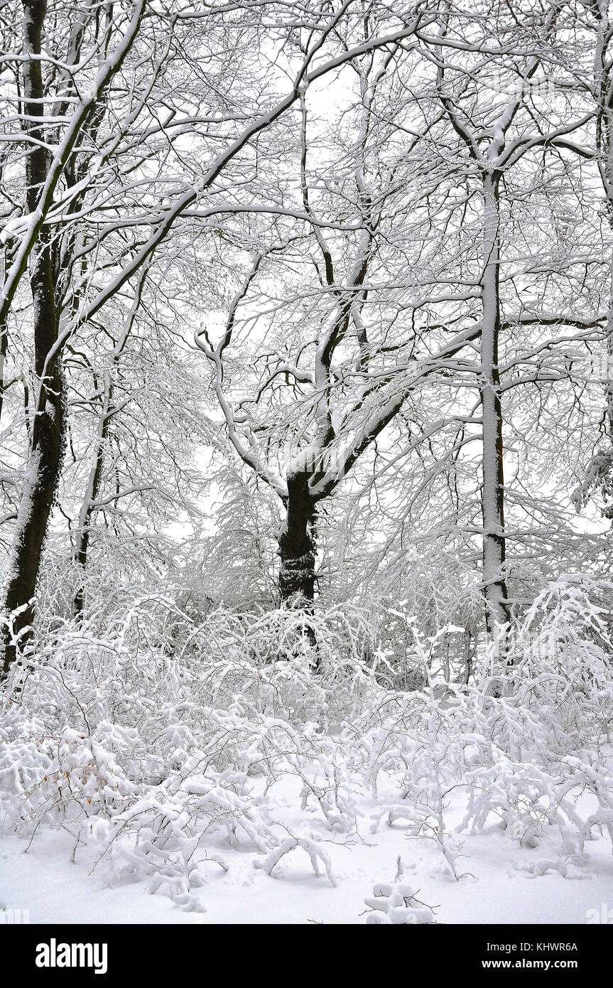 Winter landscape of snow a covered forest in Stoke Park woods ...