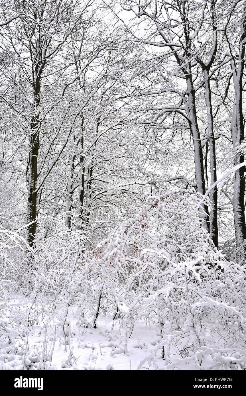 Winter landscape of snow a covered forest in Stoke Park woods ...