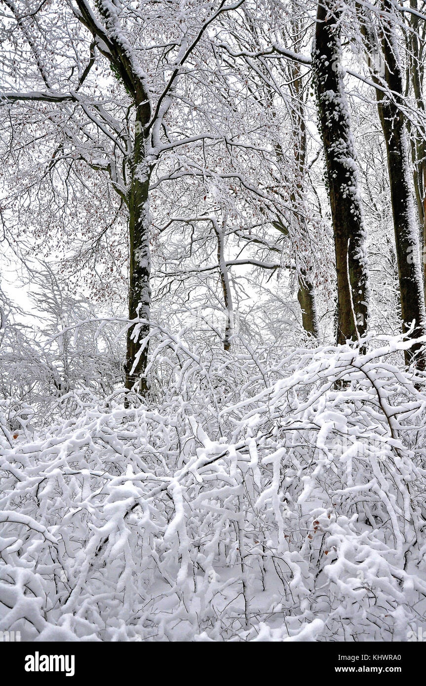 Winter landscape of snow a covered forest in Stoke Park woods ...