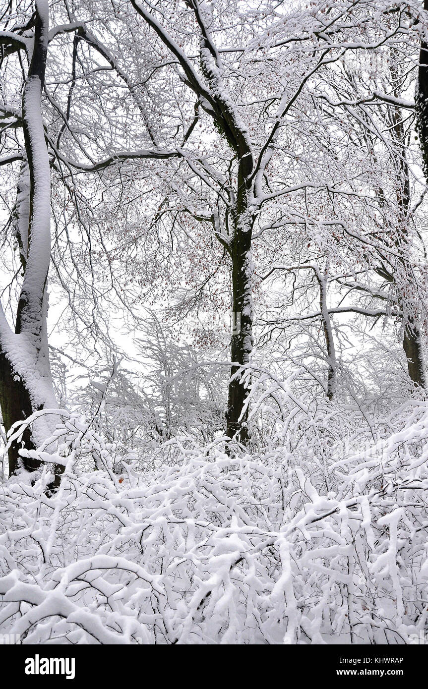 Winter landscape of snow a covered forest in Stoke Park woods ...