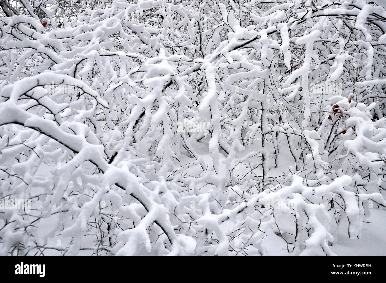 Winter landscape of snow a covered forest in Stoke Park woods ...