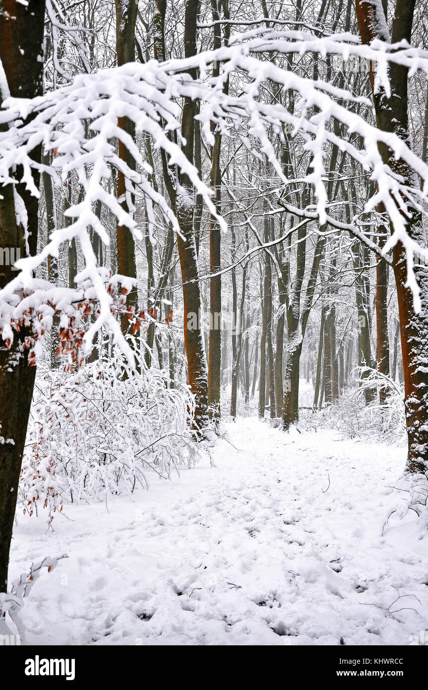 Winter landscape of snow a covered forest in Stoke Park woods ...