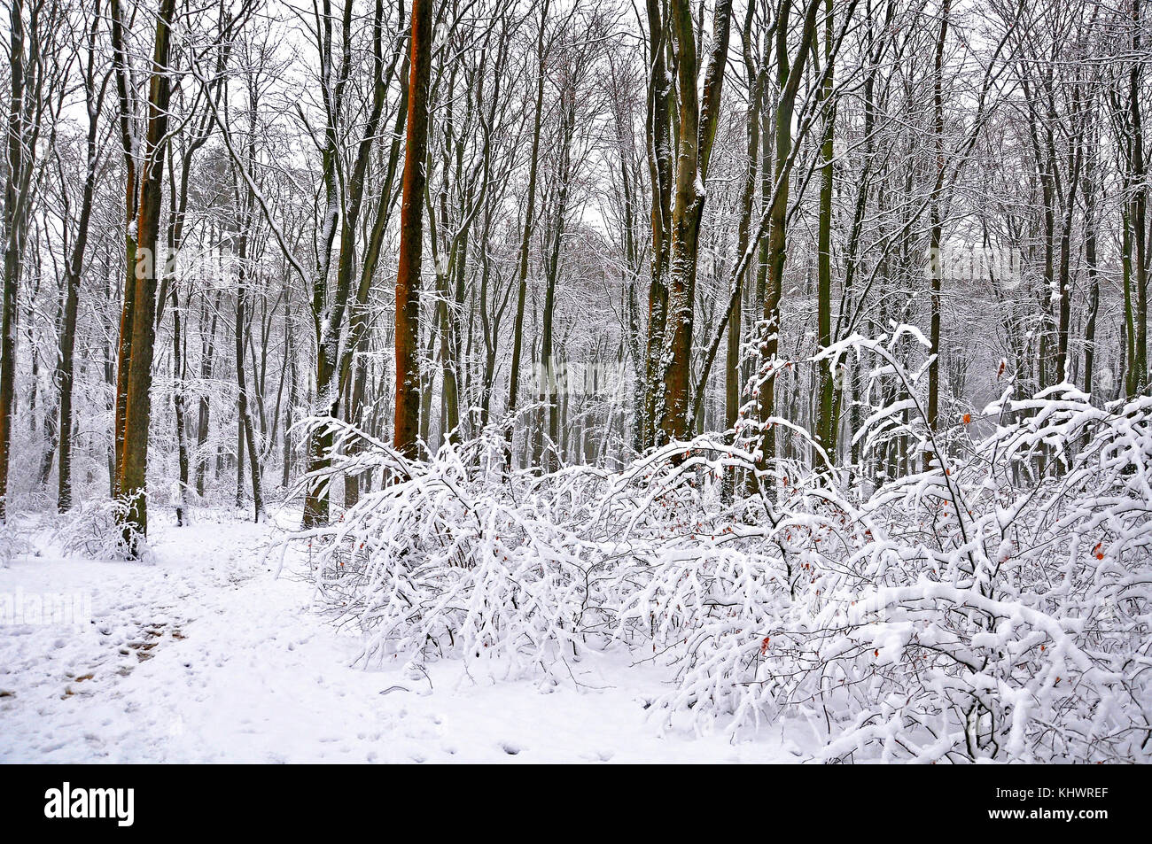 Winter landscape of snow a covered forest in Stoke Park woods ...