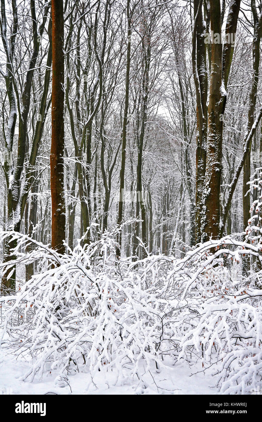 Winter landscape of snow a covered forest in Stoke Park woods ...