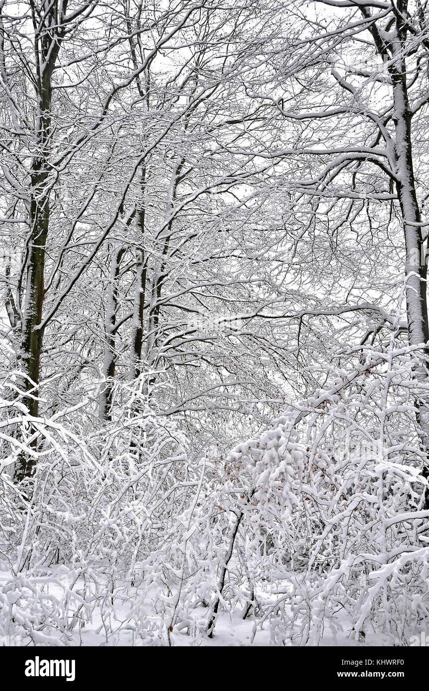 Winter landscape of snow a covered forest in Stoke Park woods ...
