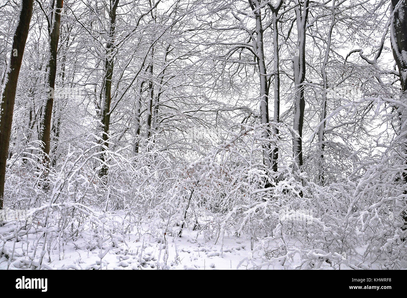 Winter landscape of snow a covered forest in Stoke Park woods ...