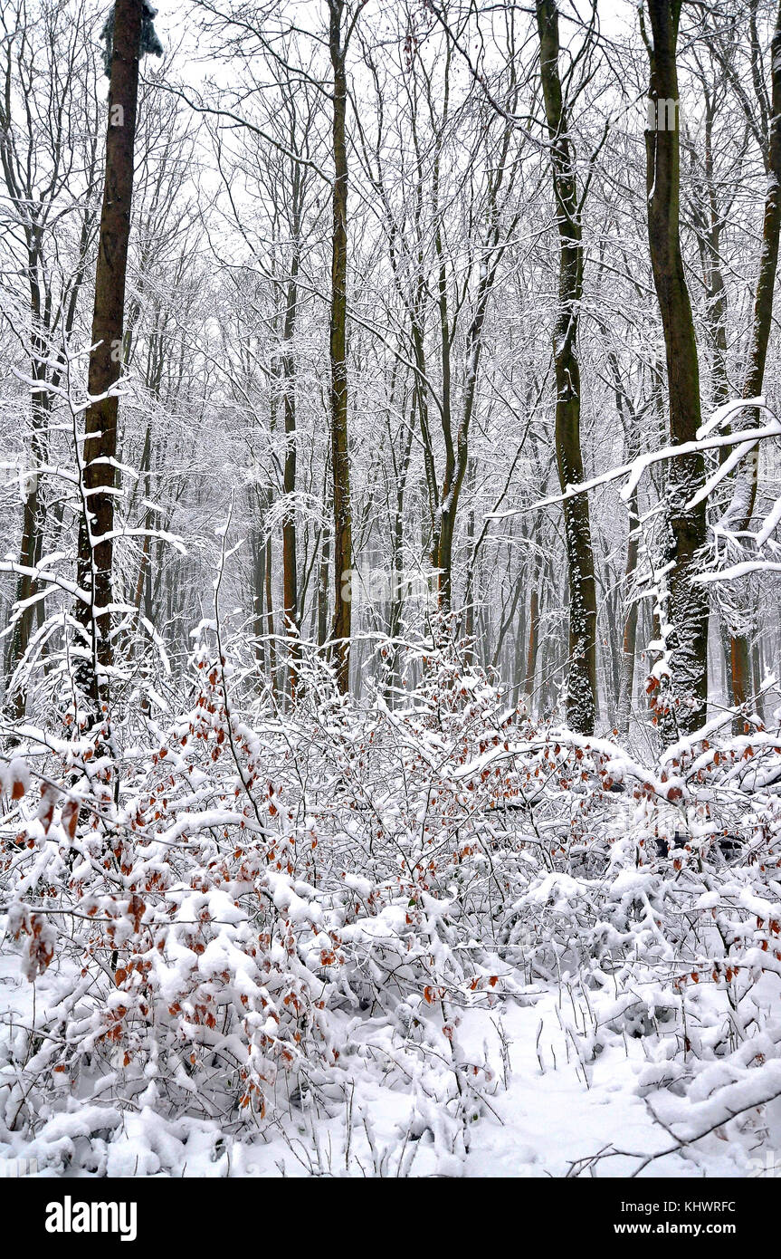 Winter landscape of snow a covered forest in Stoke Park woods ...