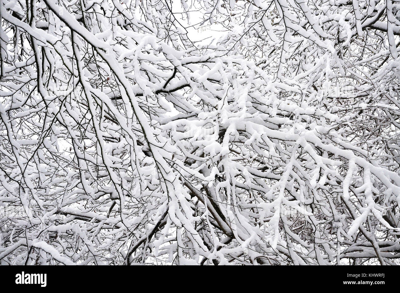 Winter landscape of snow a covered forest in Stoke Park woods ...