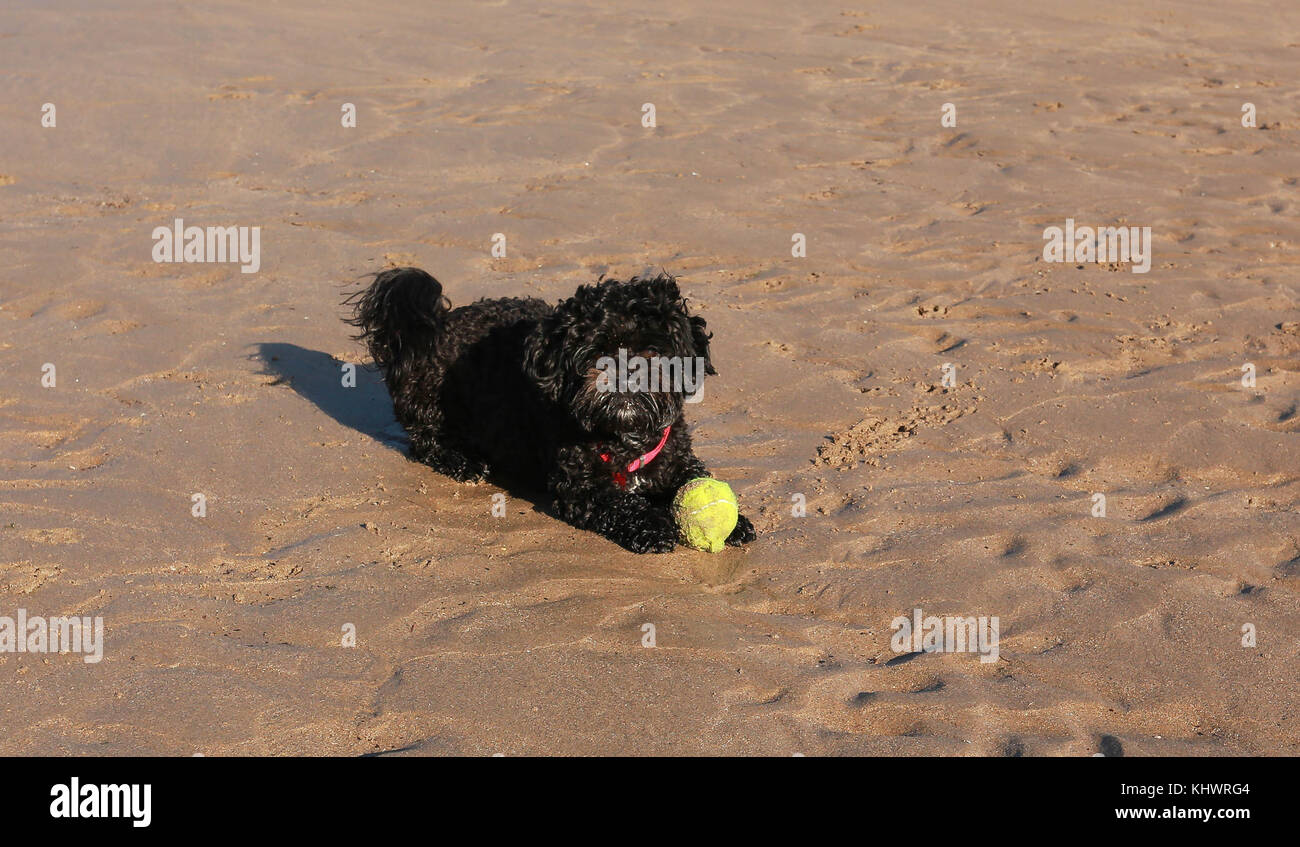 Black dog playing with ball on beach Stock Photo - Alamy