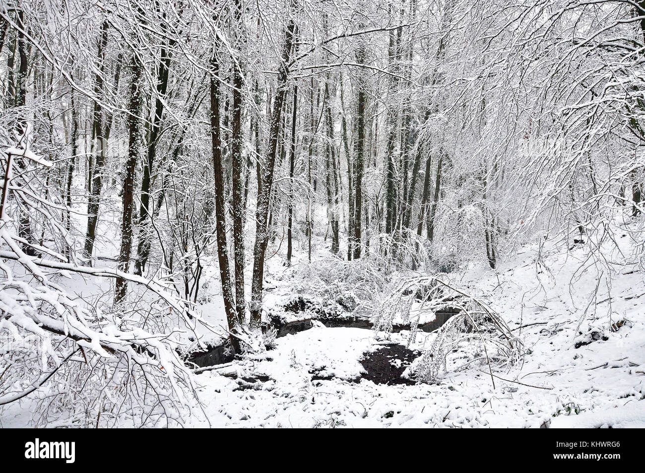 Winter landscape of snow a covered forest in Stoke Park woods ...