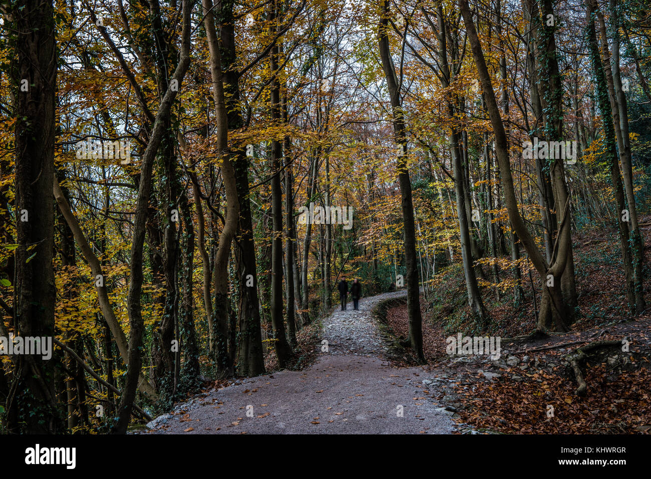 Autumn colours at the Leete path, Loggerheads country park, near Mold ...