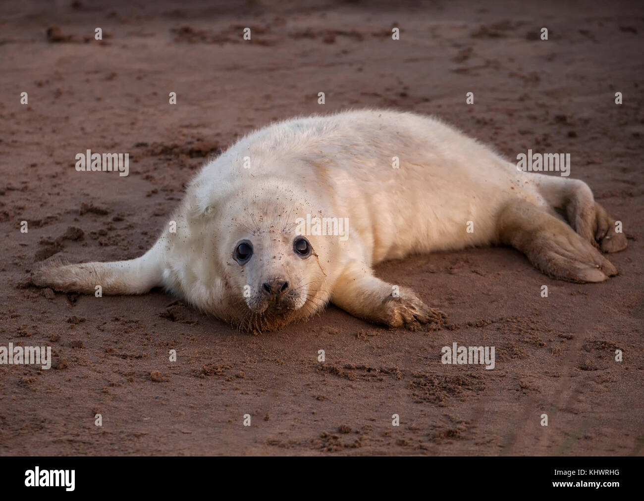 Newborn grey seal halichoerus hi-res stock photography and images - Alamy