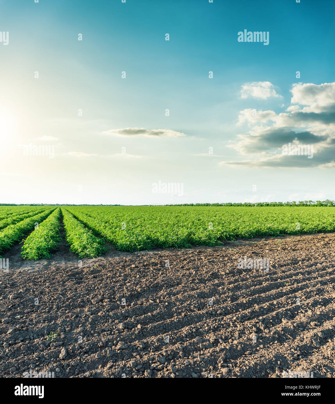 view to agricultural fields with tomatoes in sunset time Stock Photo ...