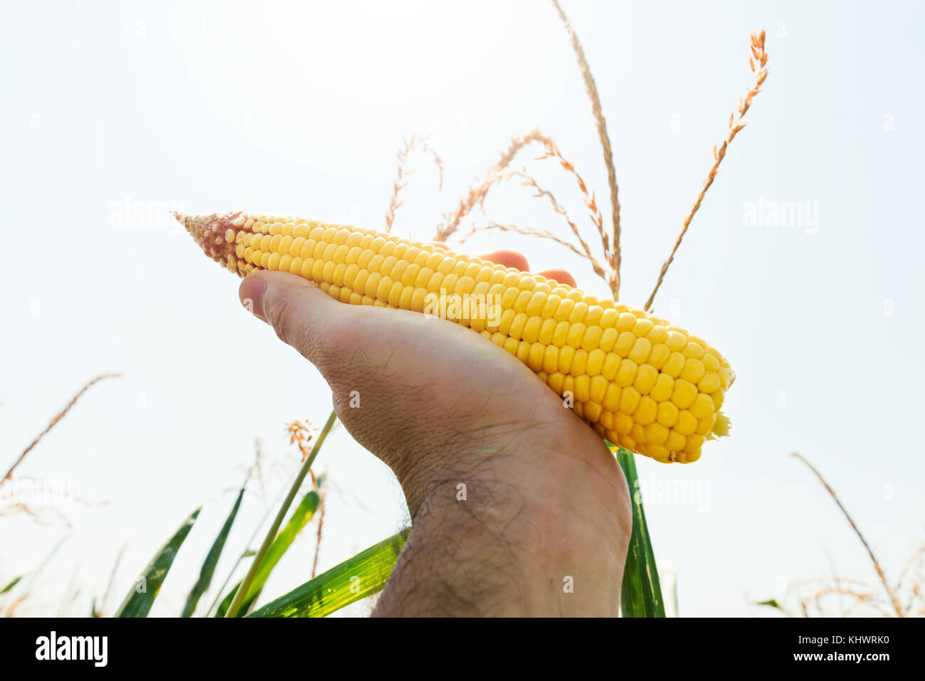 golden maize in hand over field sun above Stock Photo - Alamy