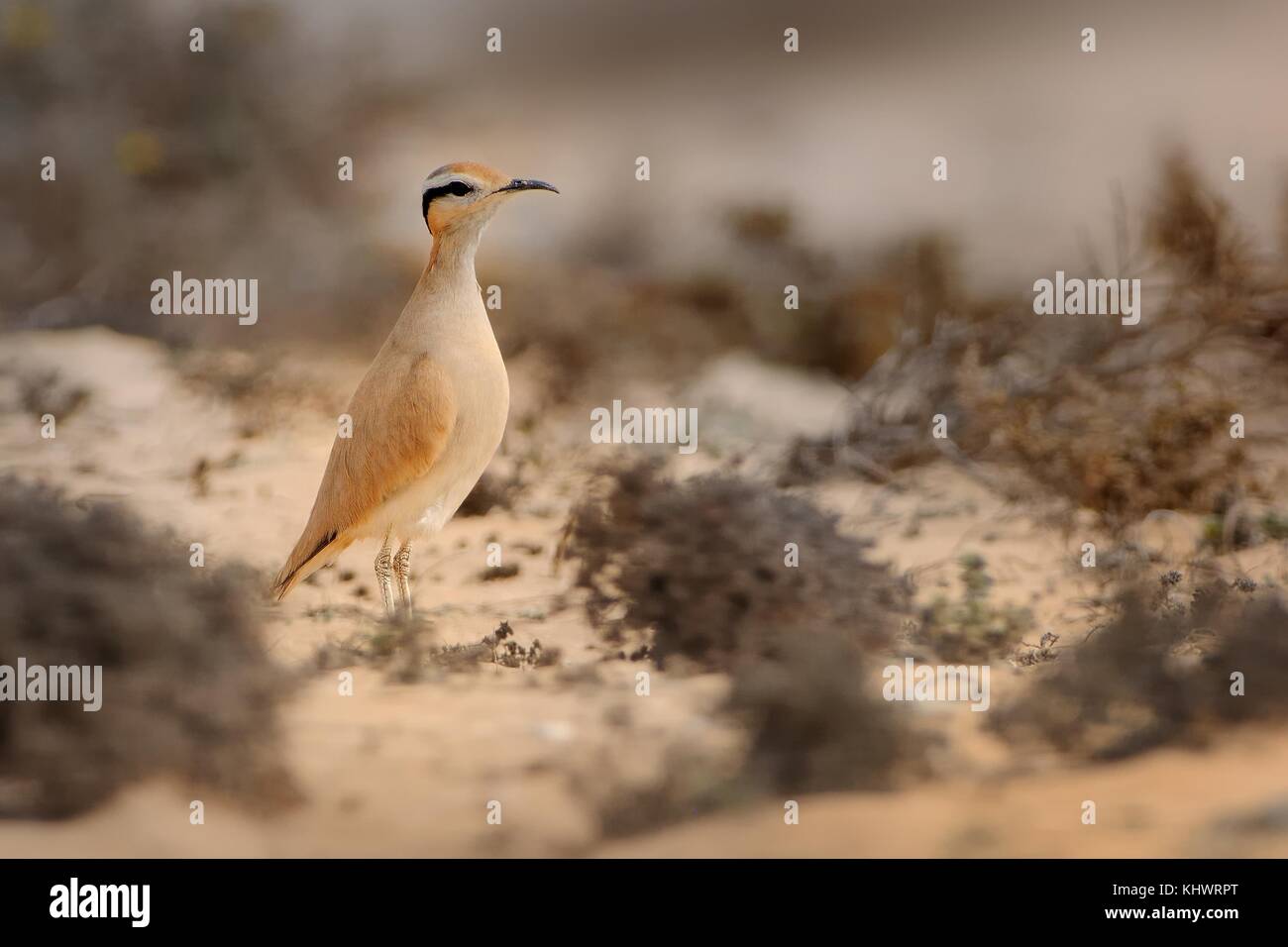 Cursorius cursor - Cream-colored Courser in the desert (semi-desert) of ...