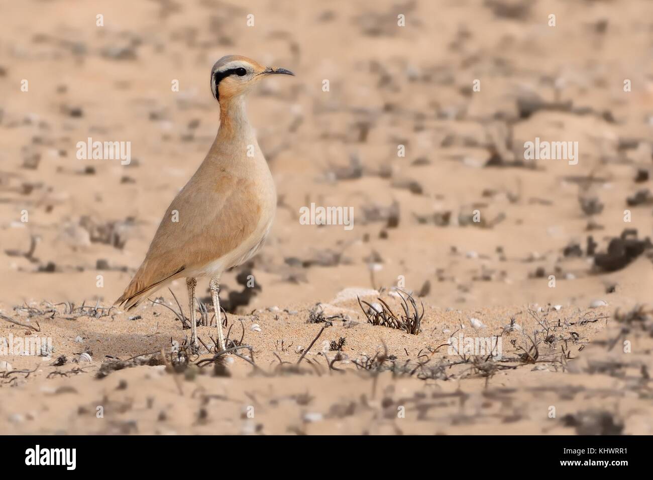 Cursorius cursor - Cream-colored Courser in the desert (semi-desert) of ...