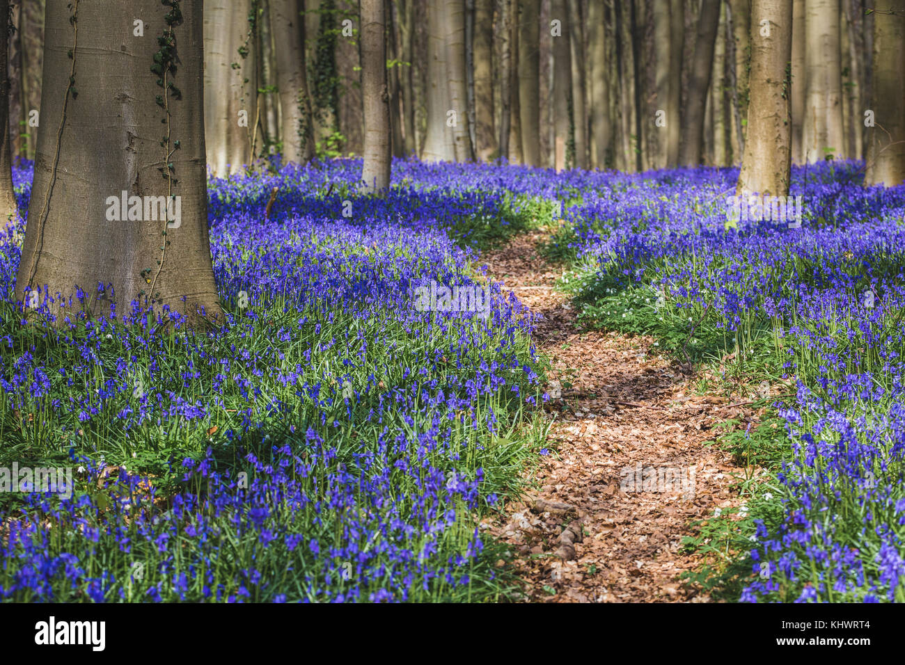 Hallerbos in Halle, Belgium Stock Photo - Alamy
