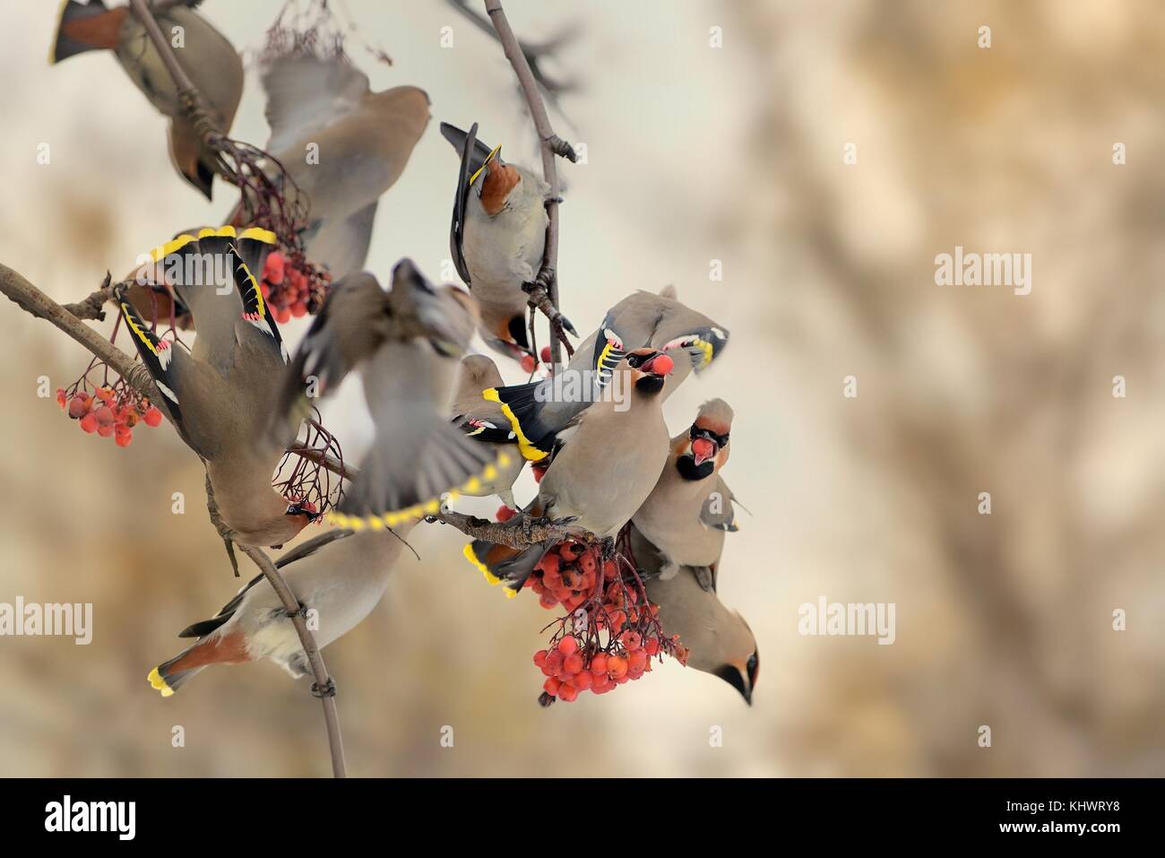Waxwings and snow and berries hi-res stock photography and images - Alamy