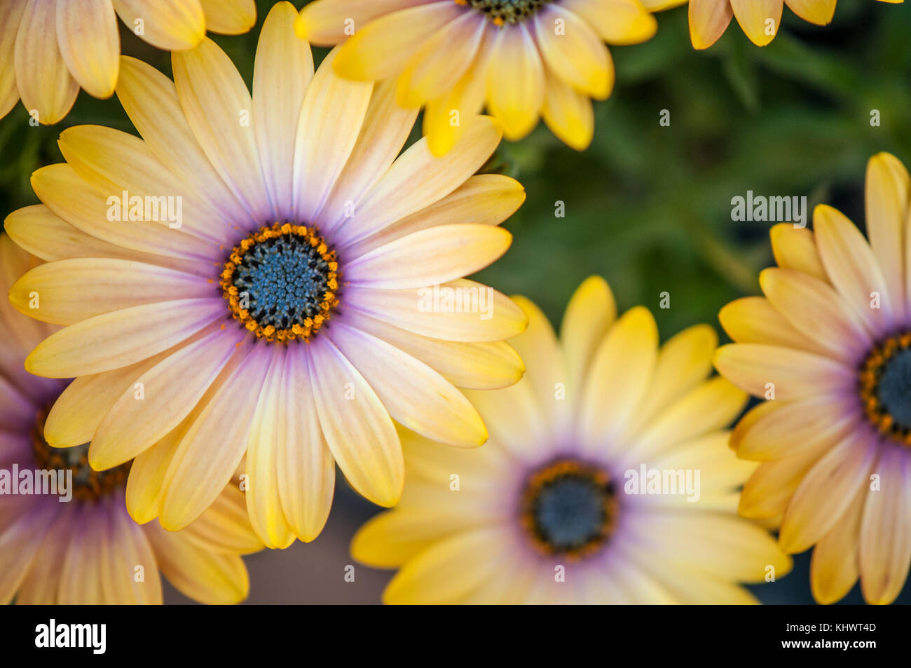 close-up view of a daisy flower (Dimorphotheca calendulacea Stock Photo ...