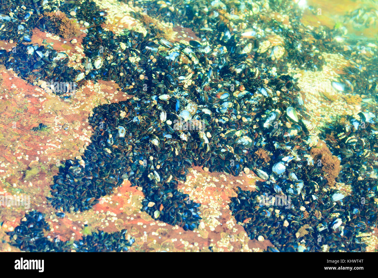 Abstract design texture background. Shells in water Stock Photo - Alamy