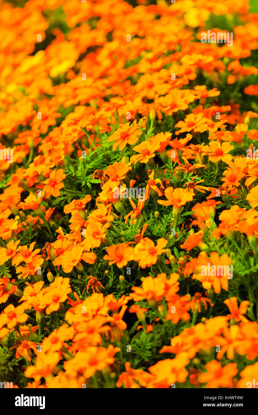 Orange flowers in the garden. Spring or summer nature background Stock ...