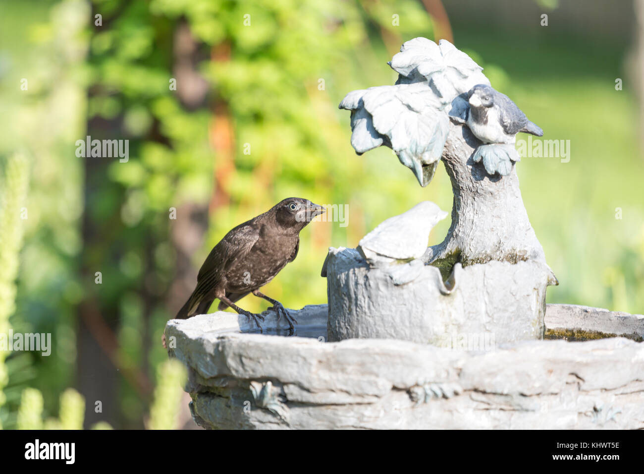 Garden birdbath hi-res stock photography and images - Alamy