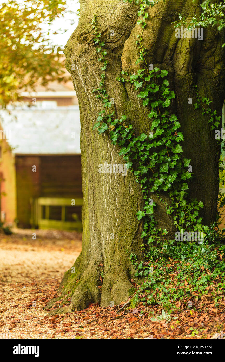 Nature, trees, parks concept. Old thick tree trunk with green ivy ...