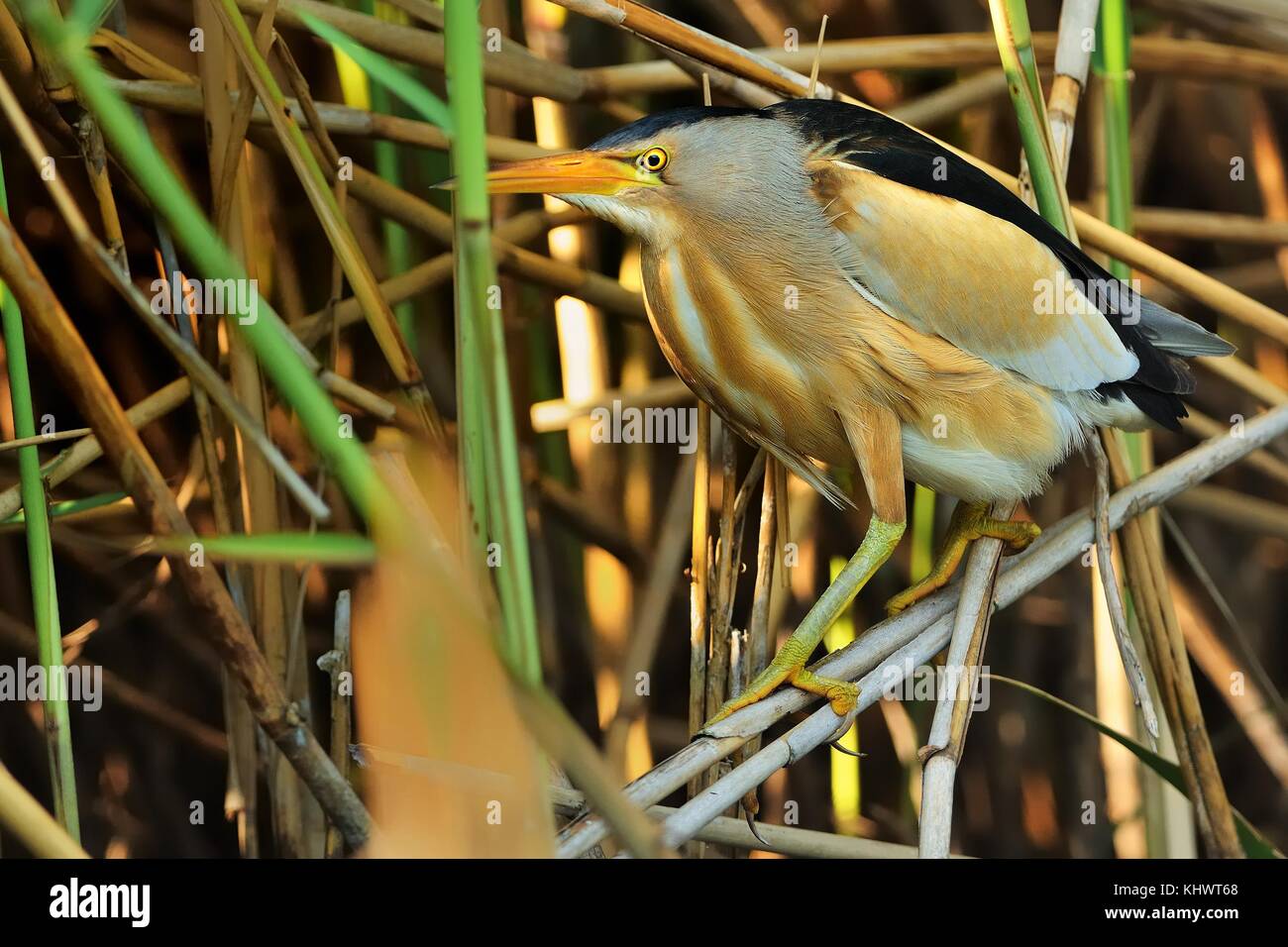 Adult male little bittern hi-res stock photography and images - Alamy