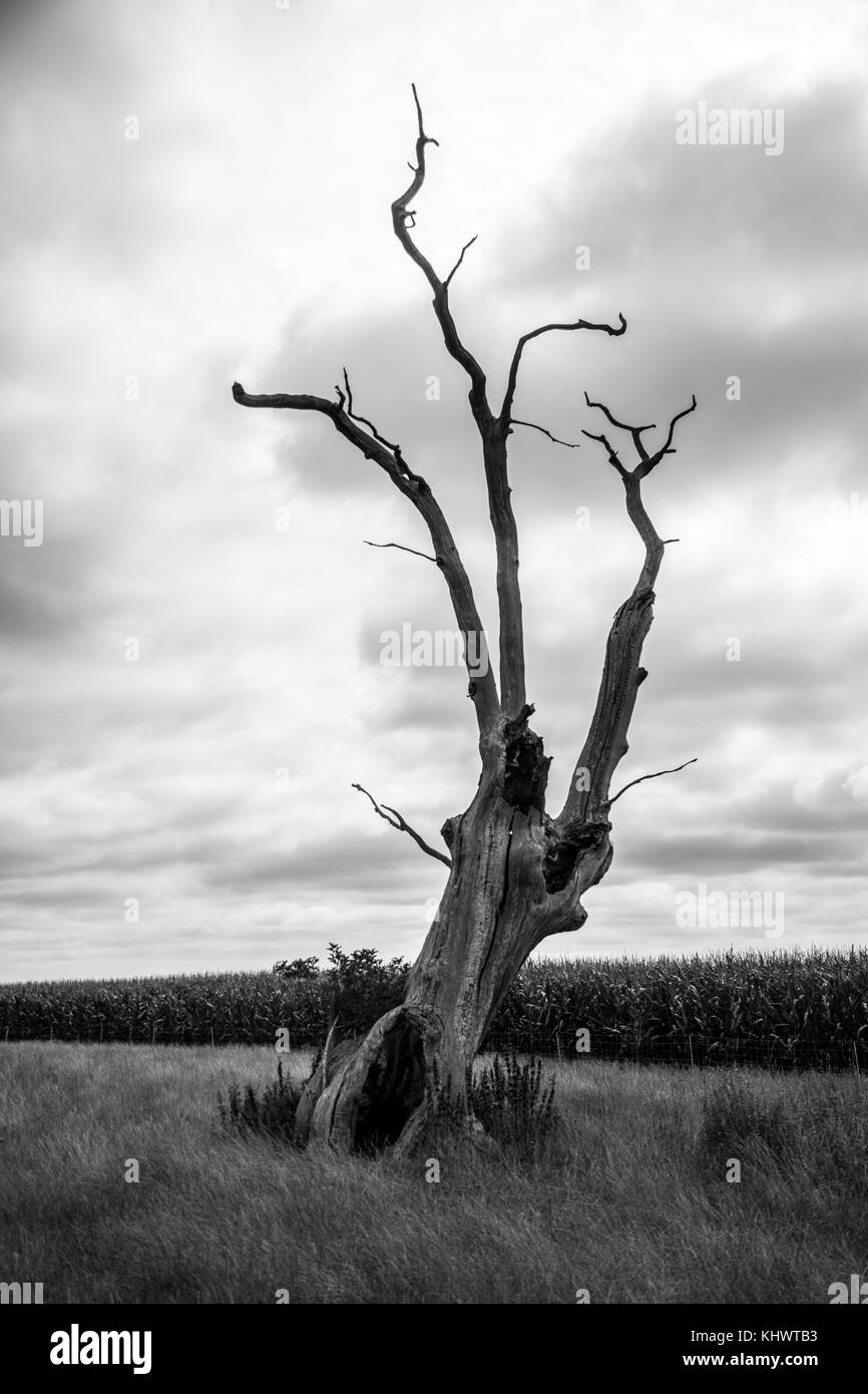 Fossil field Black and White Stock Photos & Images - Alamy