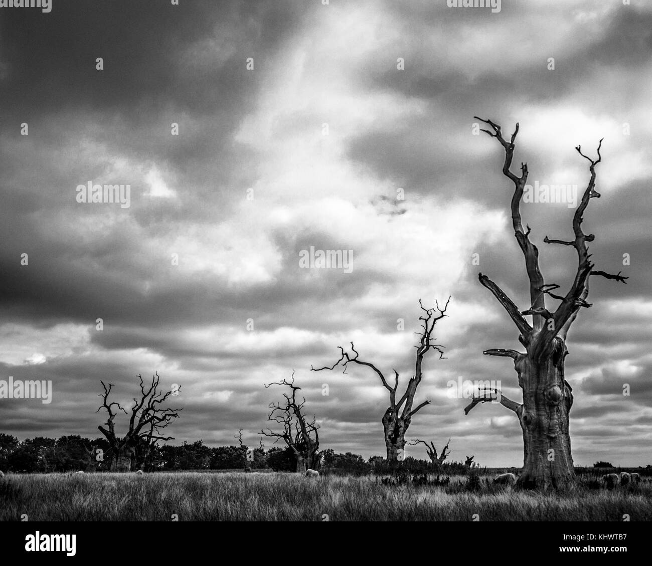 Fossil field Black and White Stock Photos & Images - Alamy