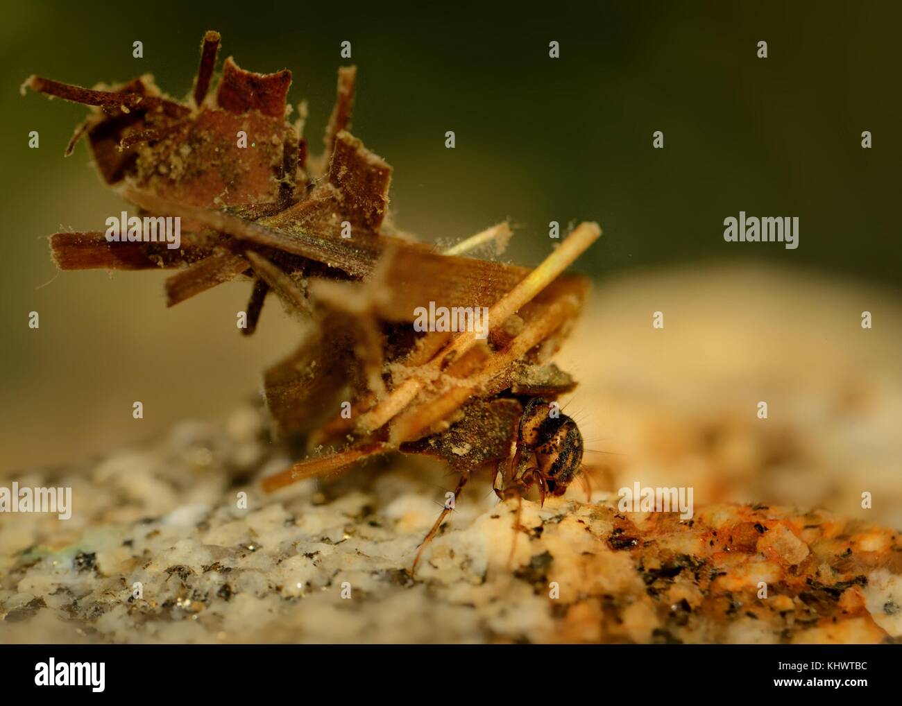 Aquatic larvae hi-res stock photography and images - Alamy