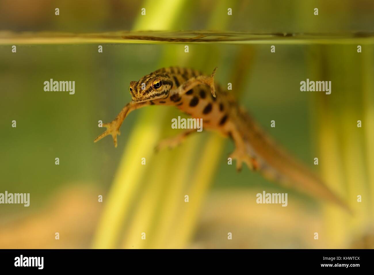 Smooth newt captured under water in the small lagoon Stock Photo - Alamy