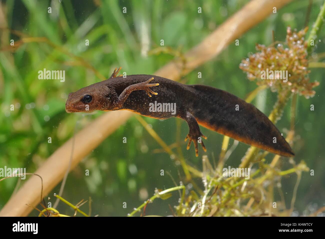 Smooth Newt nymph (Triturus vulgaris) swimming in the water. Green ...