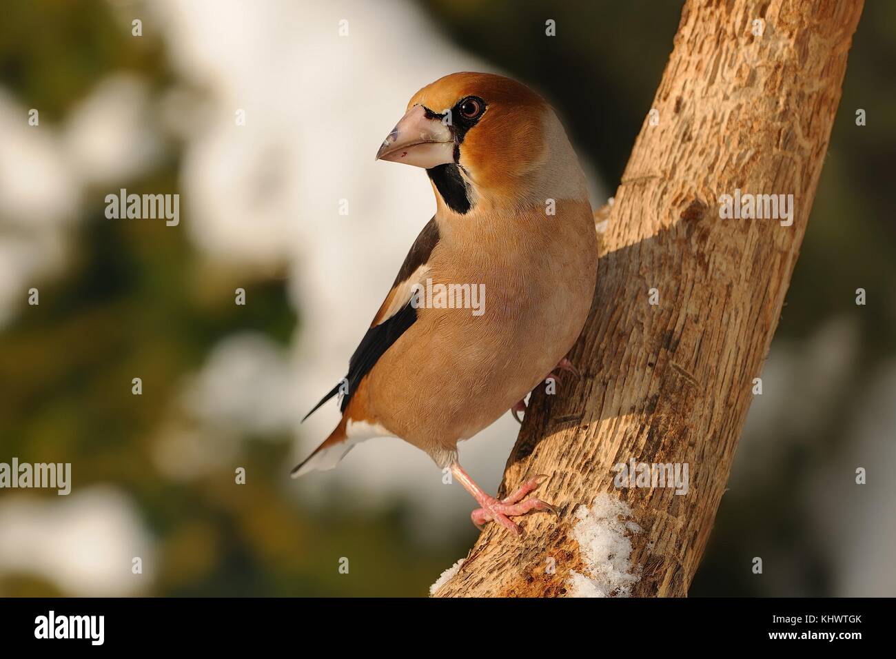 Colorful male hawfinch coccothraustes hi-res stock photography and ...