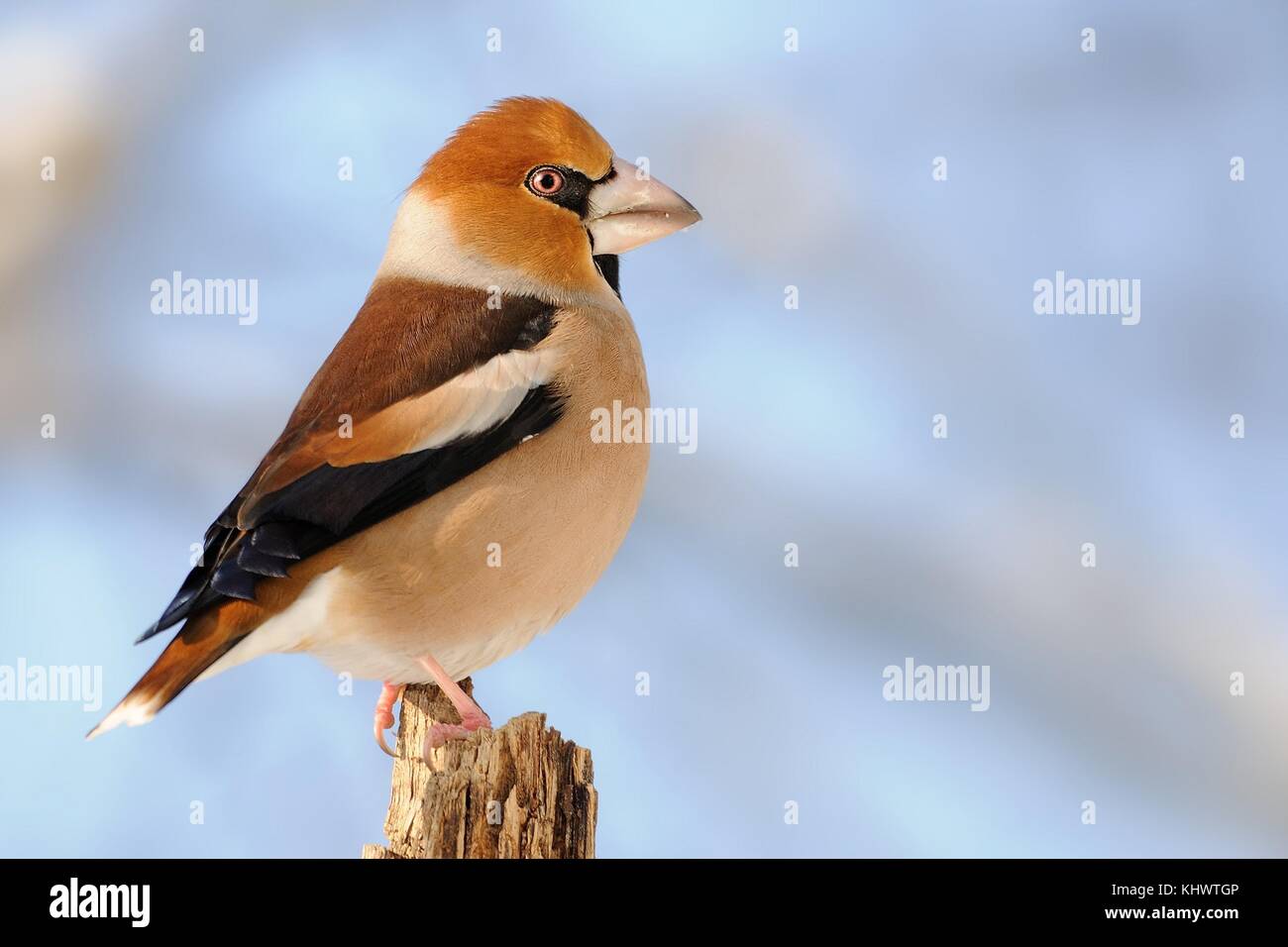 Hawfinch hi-res stock photography and images - Alamy