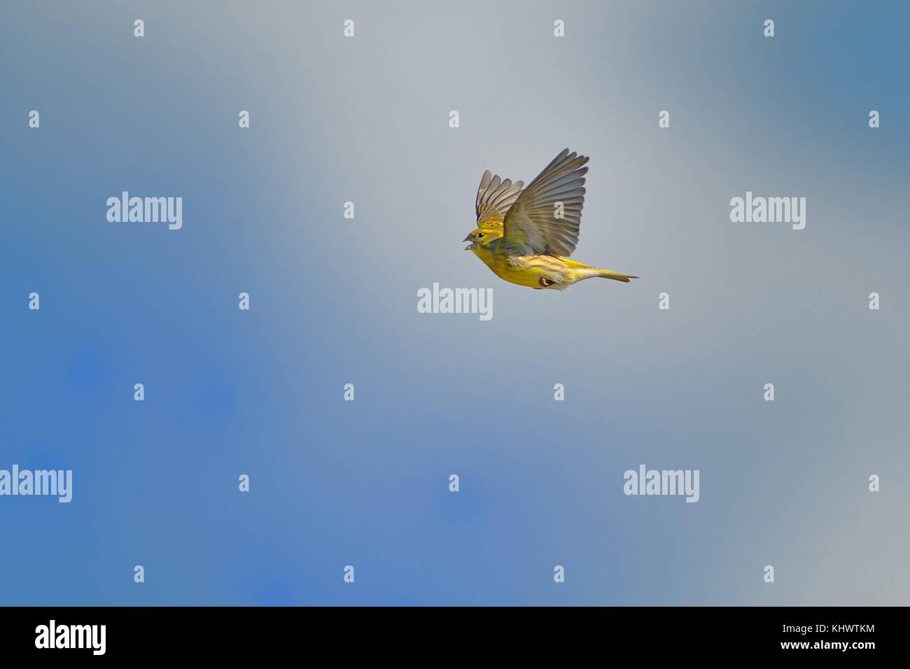 Singing European Serin (Serinus serinus) flying against the blue sky ...