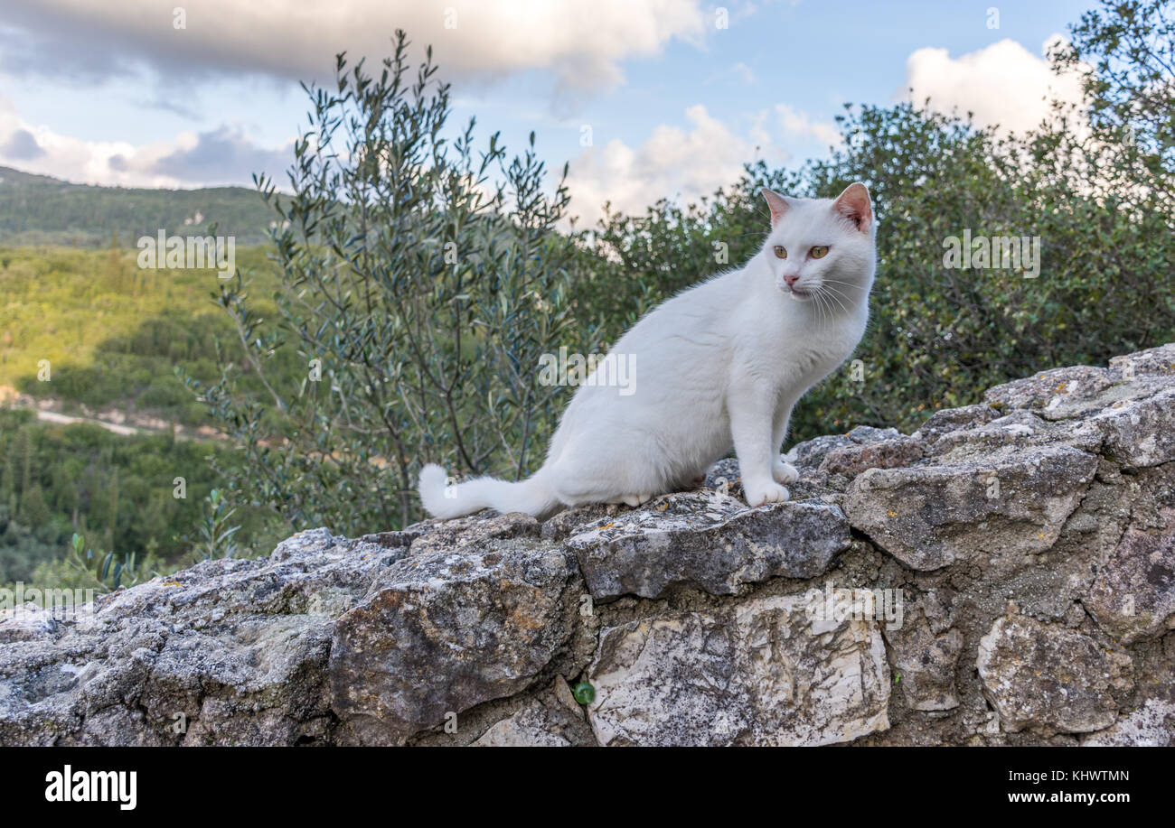 A white cat resting on a cliff wall at north Corfu Greece Stock Photo ...