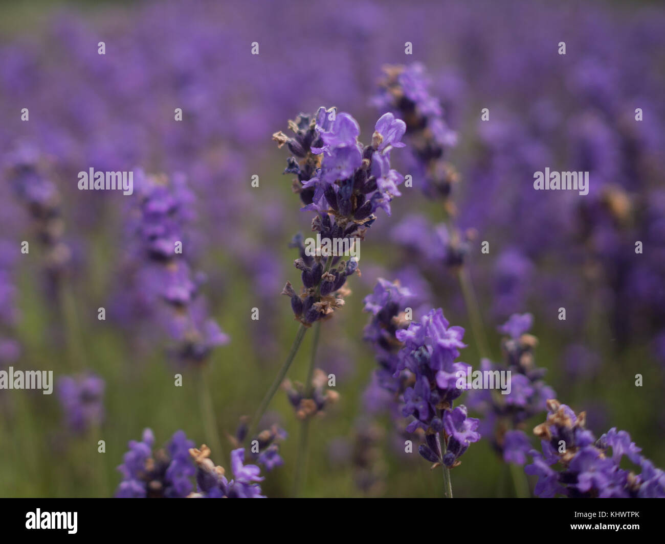 Lavender close up Stock Photo - Alamy