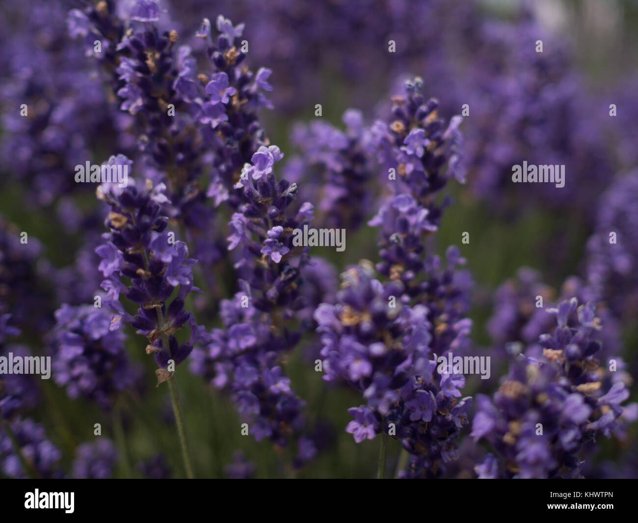 Lavender close up Stock Photo - Alamy