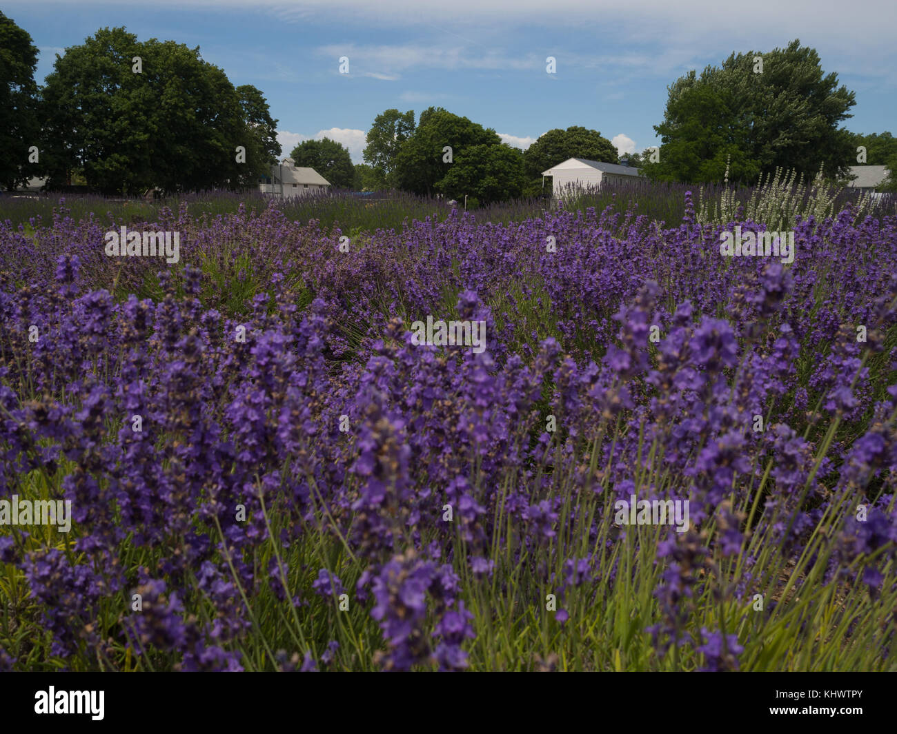 Lavender Farm house Stock Photo - Alamy