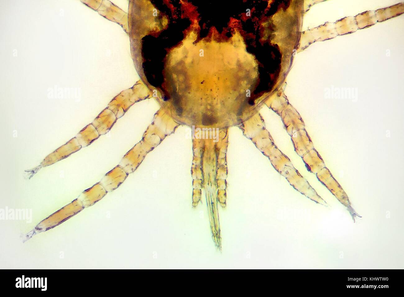 Detail of the red poultry mite (Dermanyssus gallinae) under the ...
