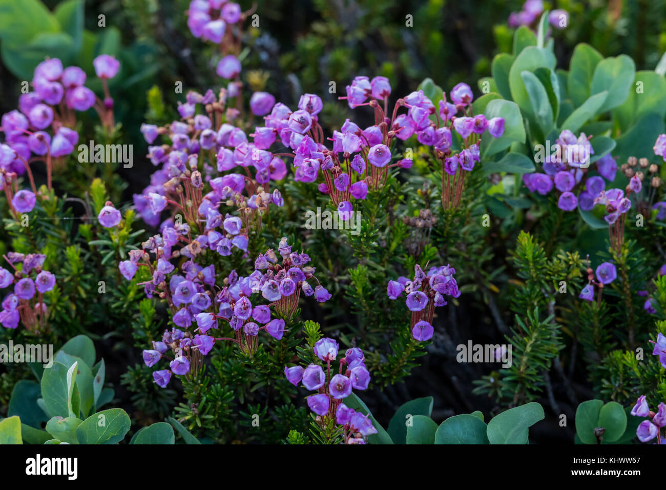 Pink Mountain Heath Wildflowers Bloom in pacific northwest Stock Photo ...